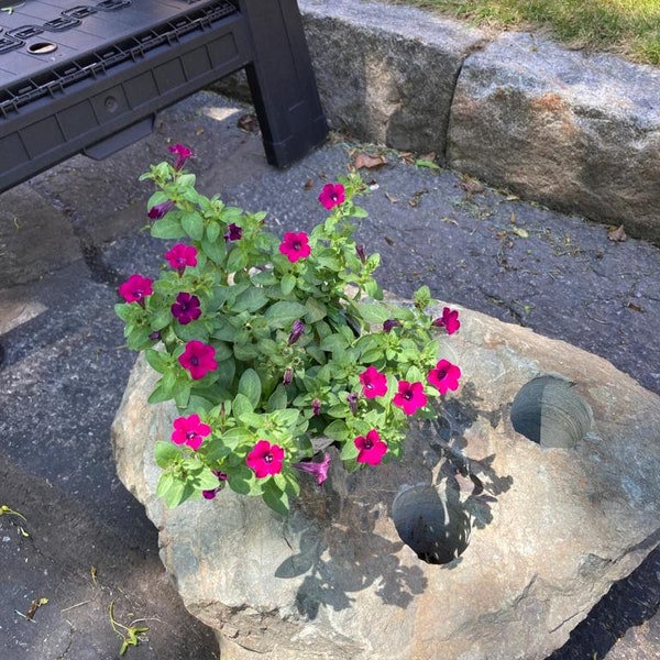 Rock Planter - Etsy