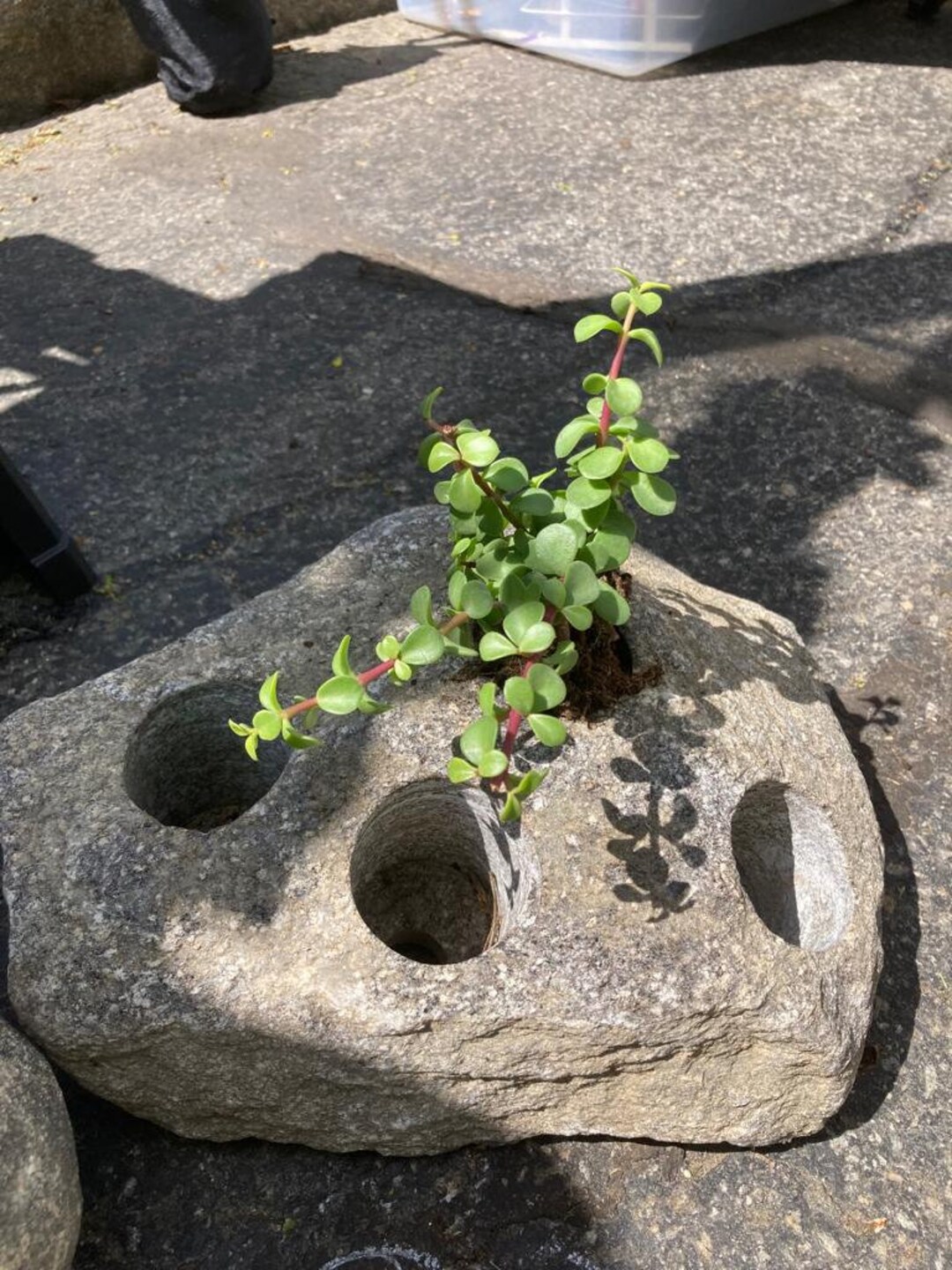 Natural Rock Planter - Etsy