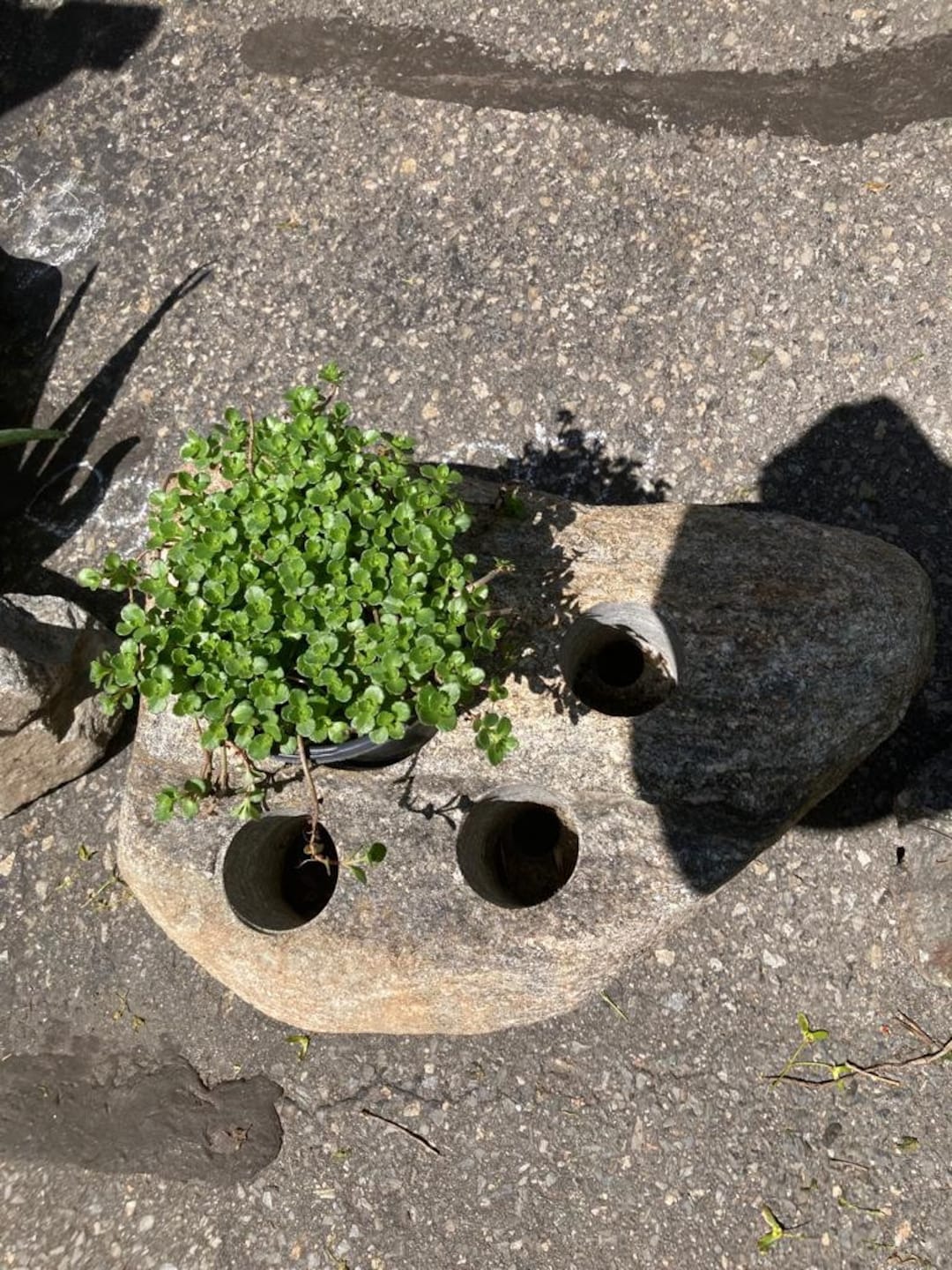Natural Rock Planter With Drainage Holes - Etsy