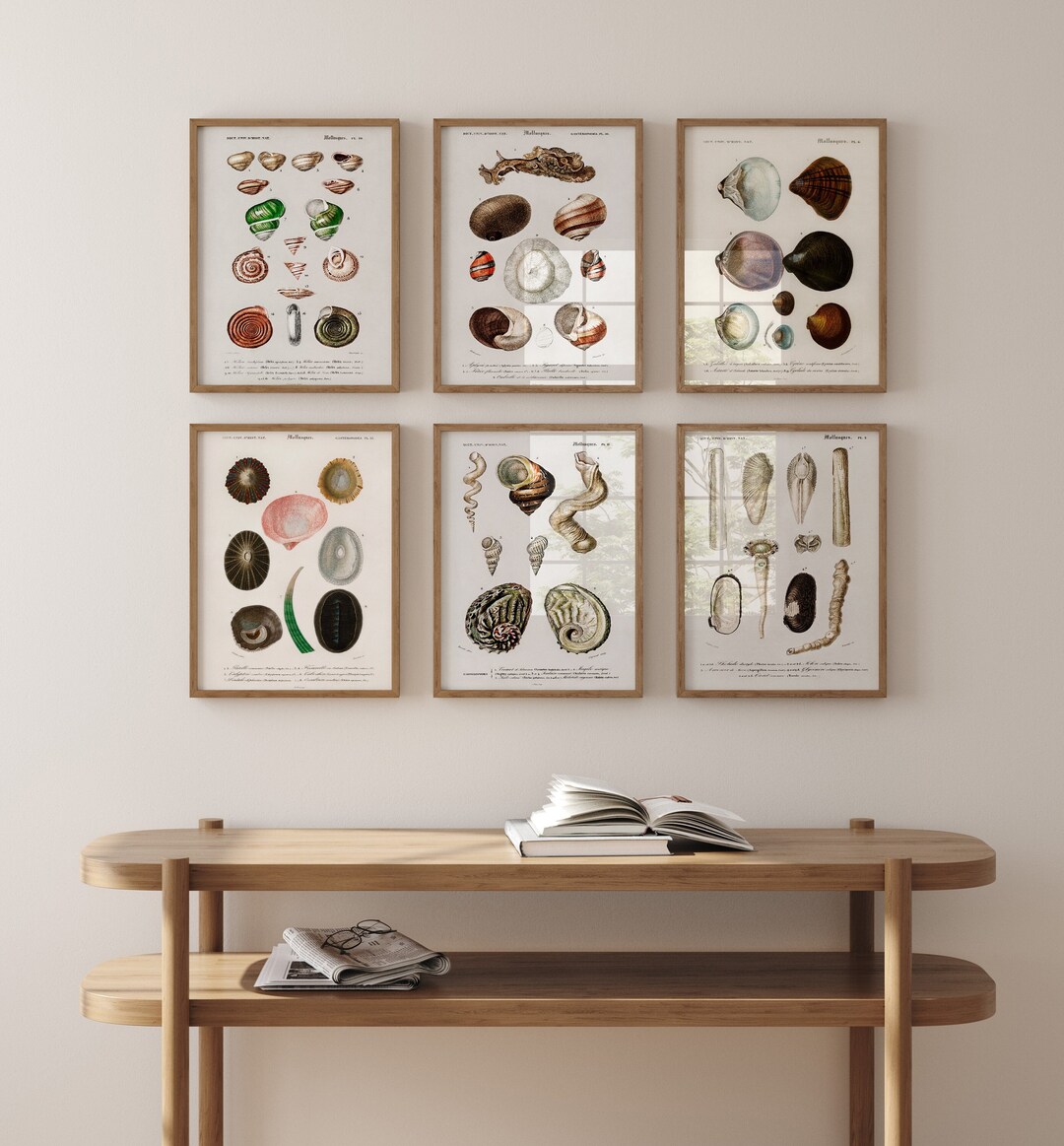 Sea Shells & Mollusks Chart 1800's Marine Life Poster Sea Life Print ...