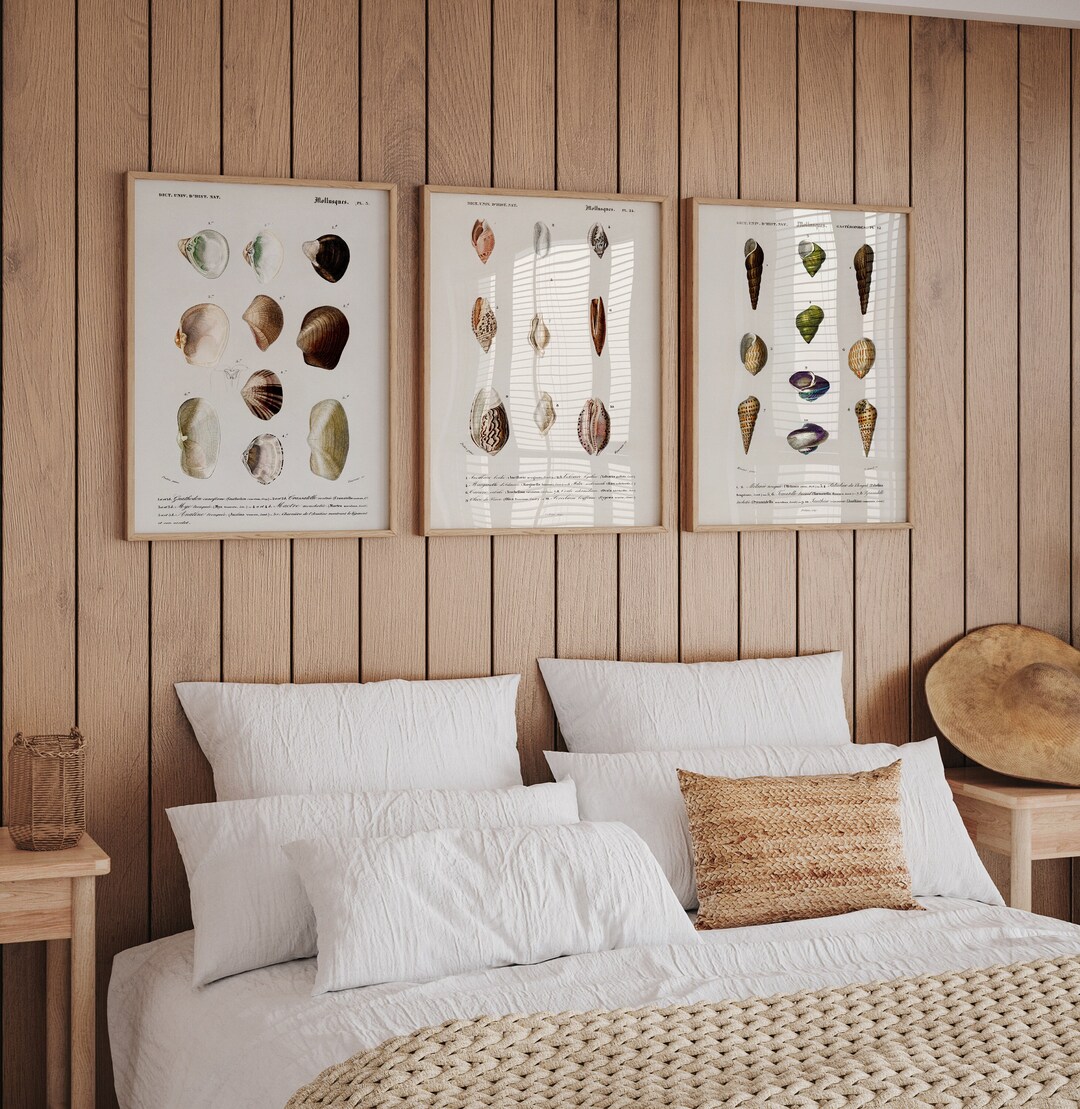 Sea Shells, Mollusks Chart 1800 Marine Life Poster Vintage Shell ...