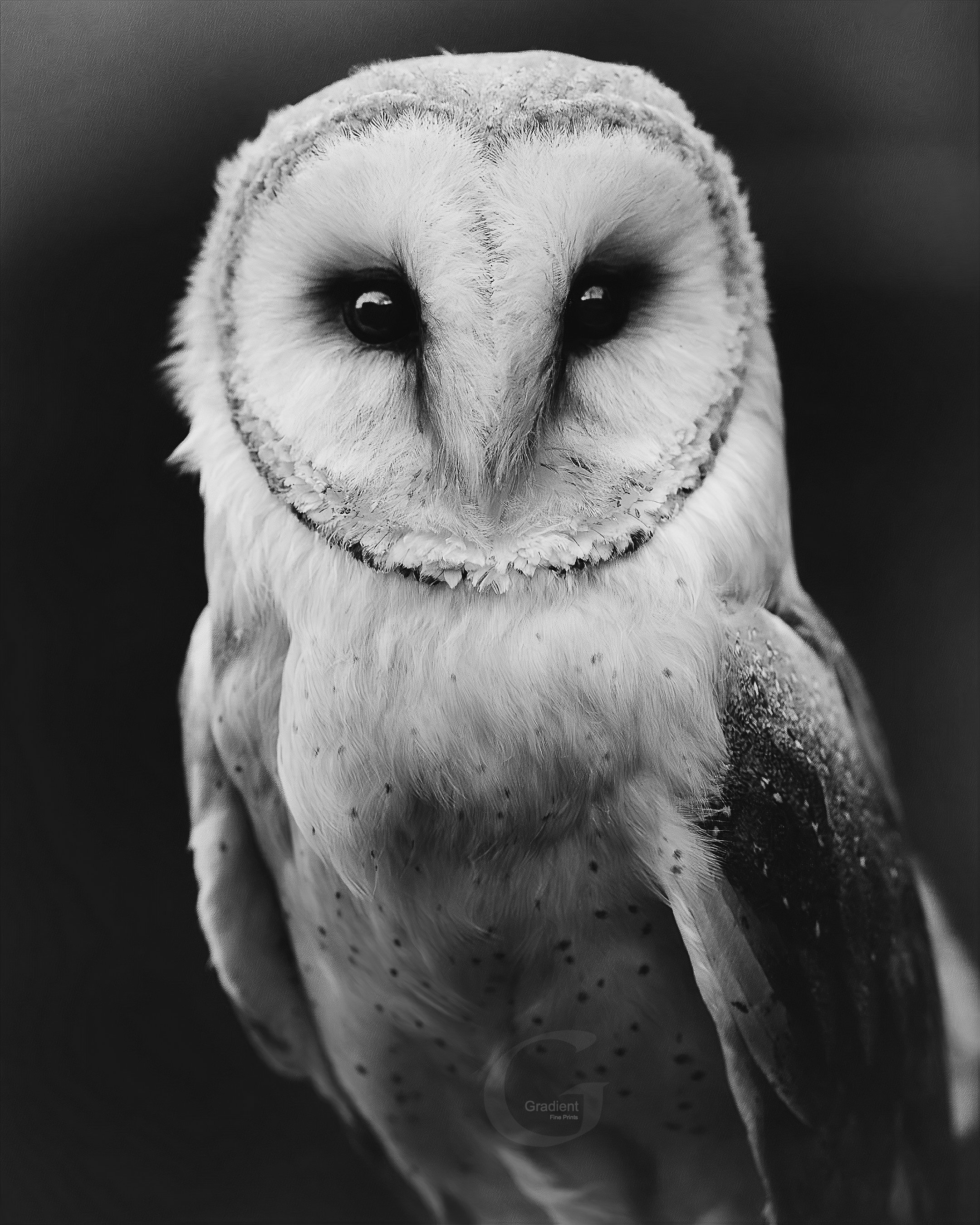 Black And White Photography Owls
