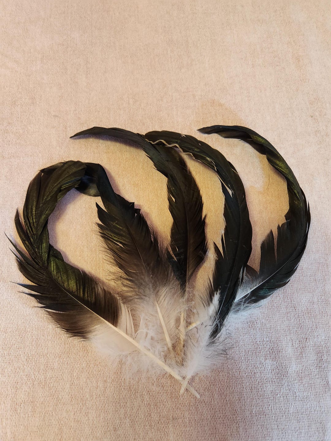 Buy 5 Long Tail Feathers From Our Roosters, Approx. 20 - 25 Cm Long, B ...