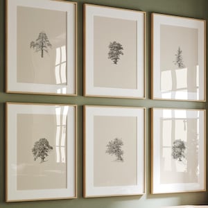 Tree Sketch Print Set, Antique Botanical Art, British Tree Drawings ...