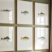 Marine Fish Prints Gallery Wall Set: British Fish Breeds (digital ...