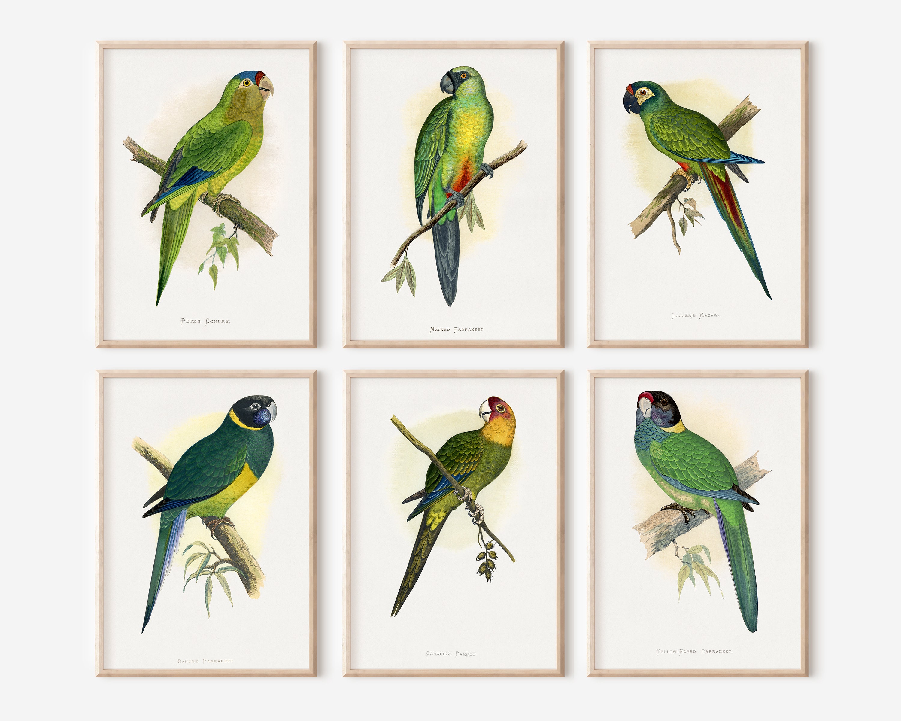 Set of 6 Vintage Parrot Prints, Parrot Wall Art for Office, Bird ...