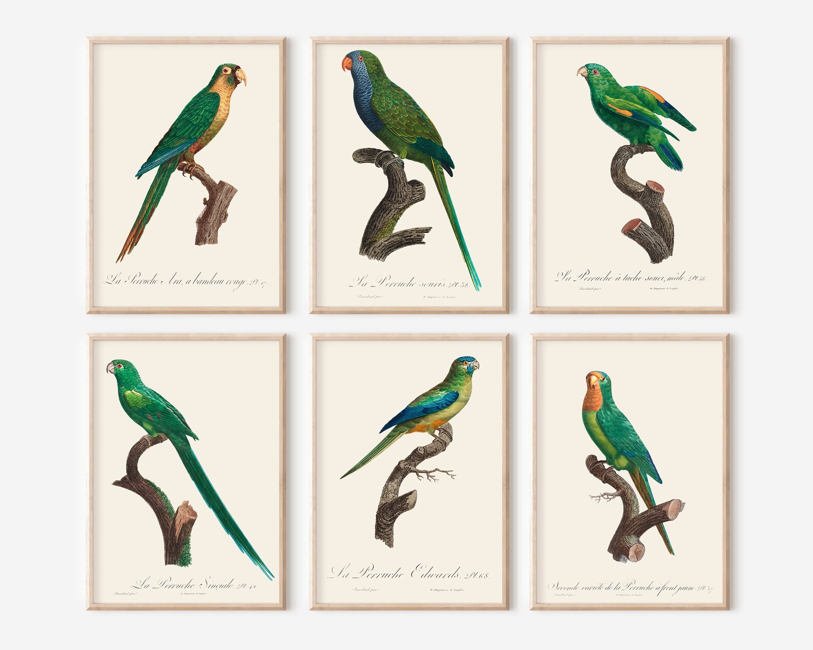 Vintage Parrot Prints Set: Ornithological Wall Art (digital Download ...