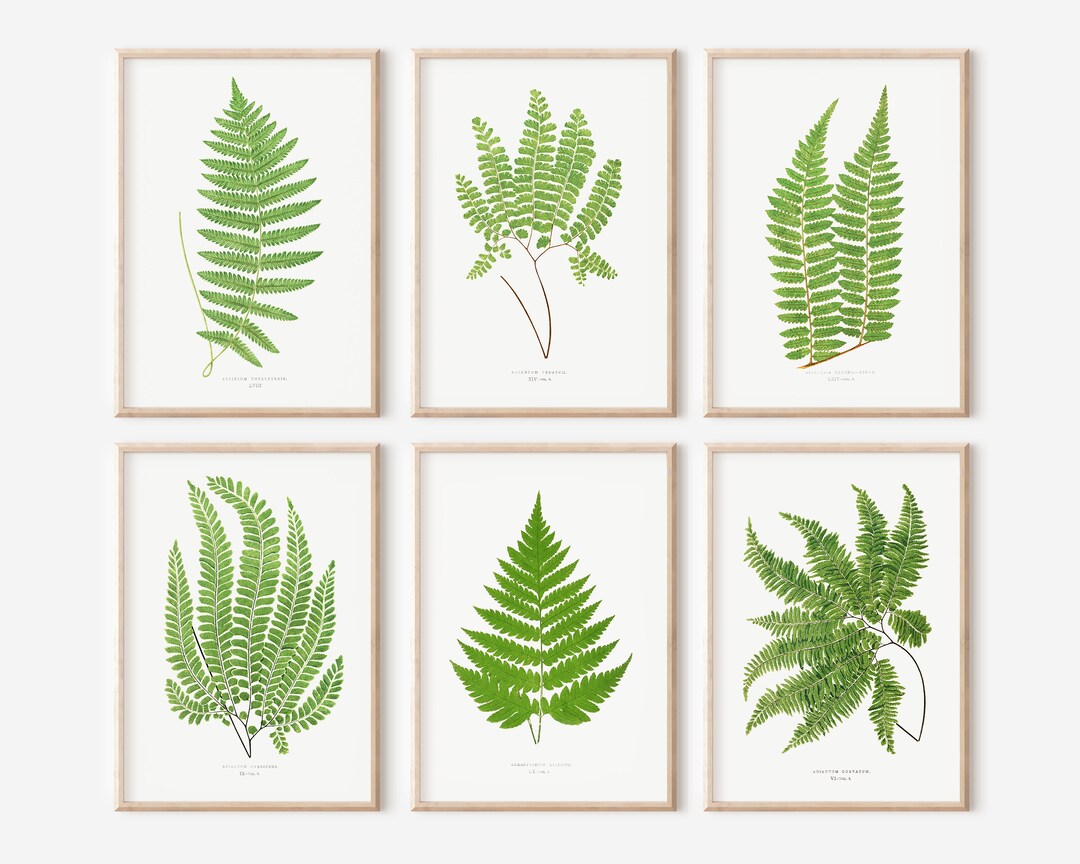 Vintage Fern Print Set: Botanical Gallery Wall Art (digital Download ...
