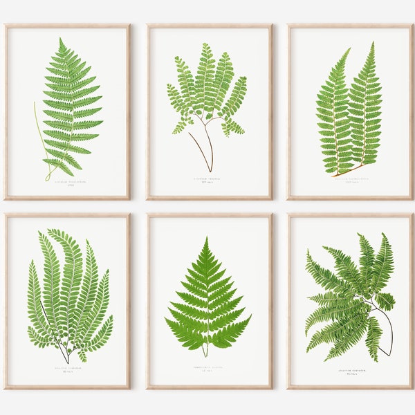 Fern Print - Etsy