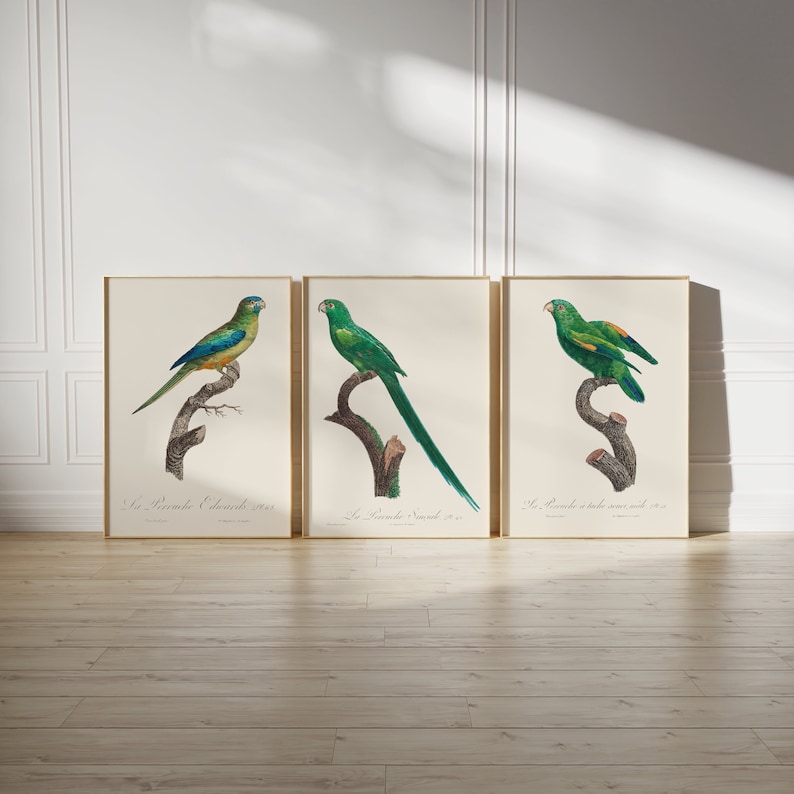 Vintage Parrot Prints Set: Ornithological Wall Art (digital Download ...