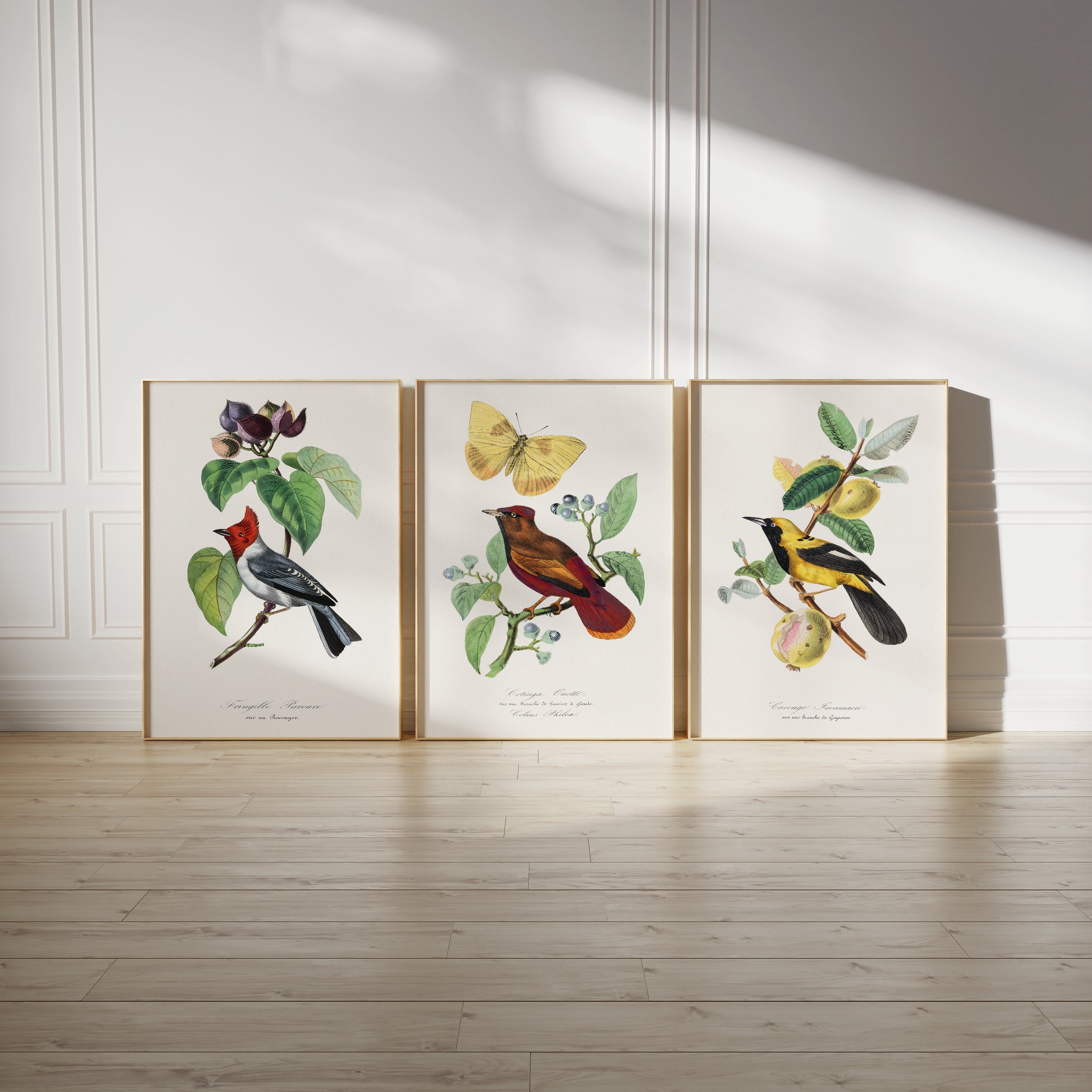 6 Vintage Birds Print Set, Printable Tropical Bird Art Set, Vintage ...
