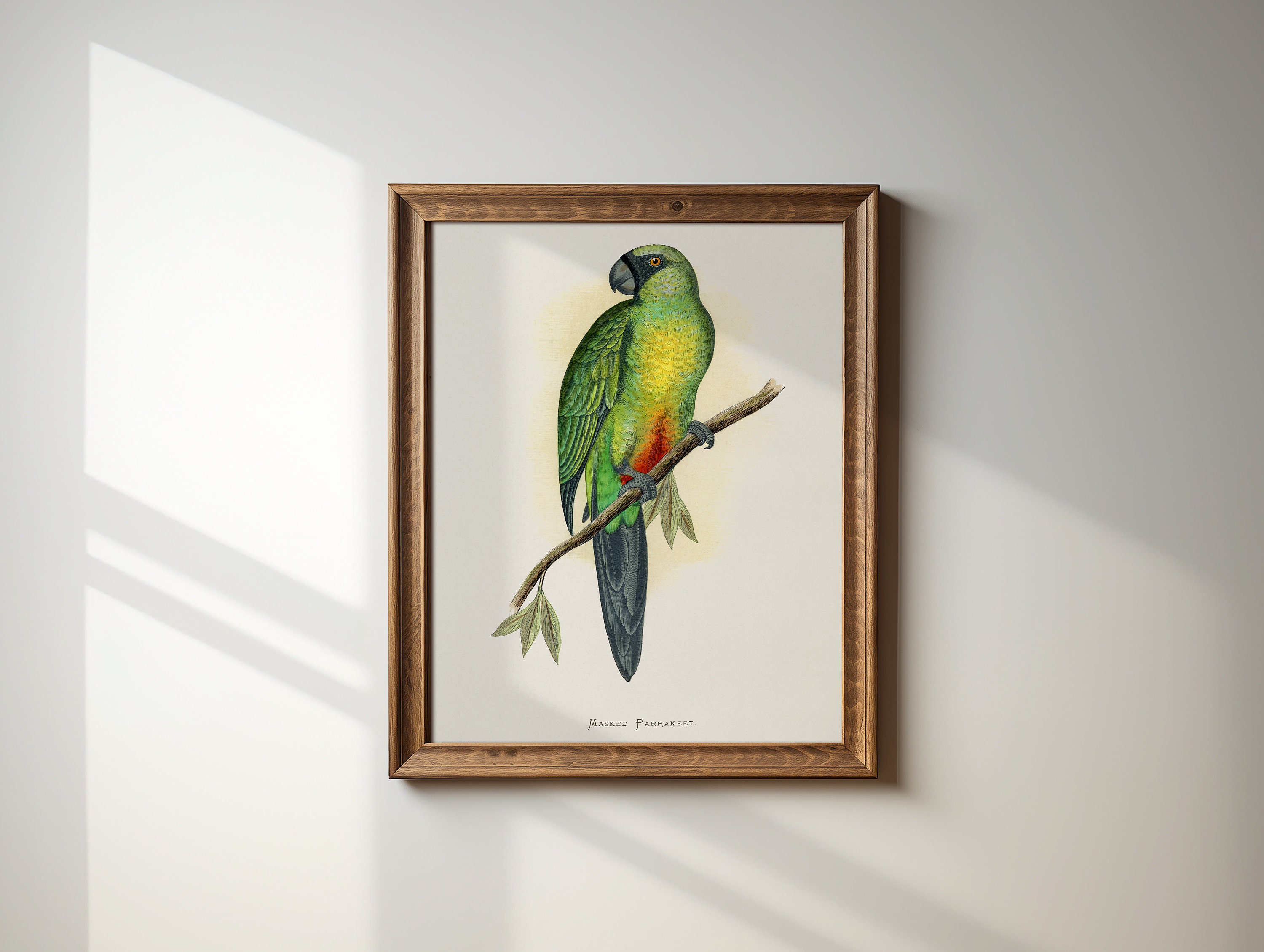 Set of 6 Vintage Parrot Prints, Parrot Wall Art for Office, Bird ...
