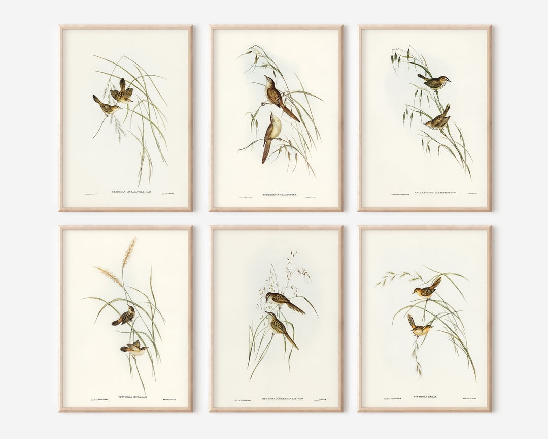 Set of 6 Vintage Bird Prints, Bird Wall Art for Office, Digital Bird ...