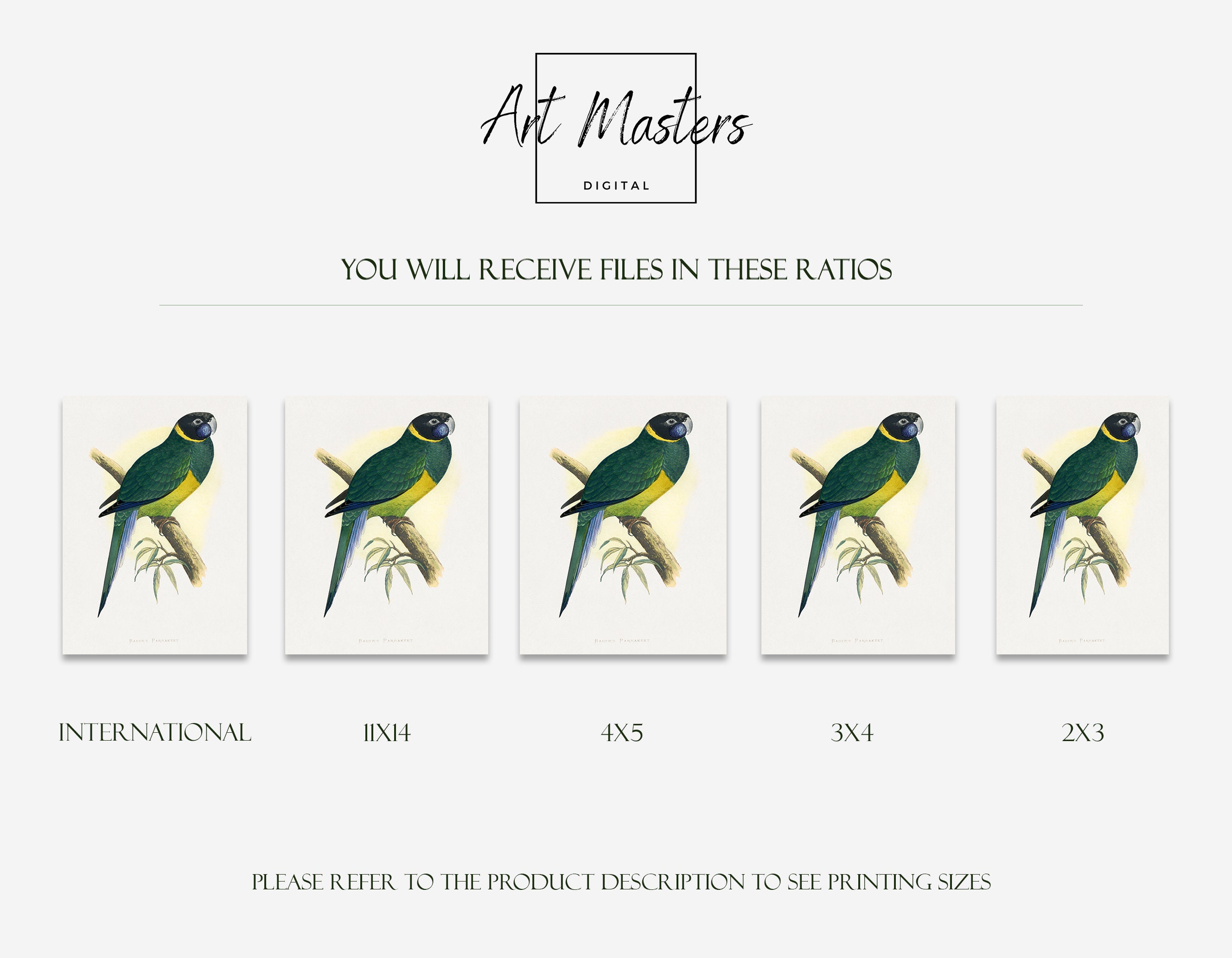 Set of 6 Vintage Parrot Prints, Parrot Wall Art for Office, Bird ...