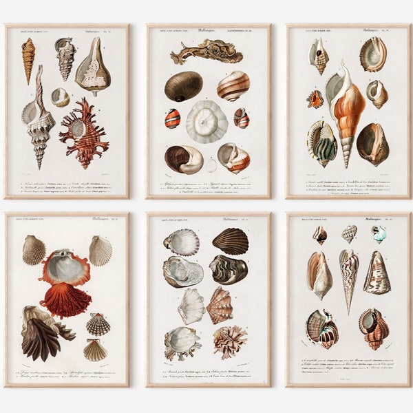 Shell Artwork - Etsy
