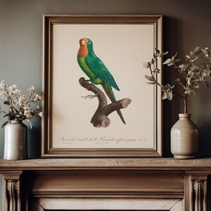 Vintage Parrot Prints Set: Ornithological Wall Art (digital Download ...