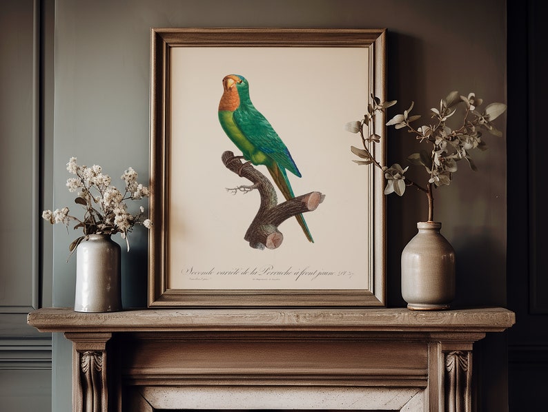 Vintage Parrot Prints Set: Ornithological Wall Art (digital Download ...