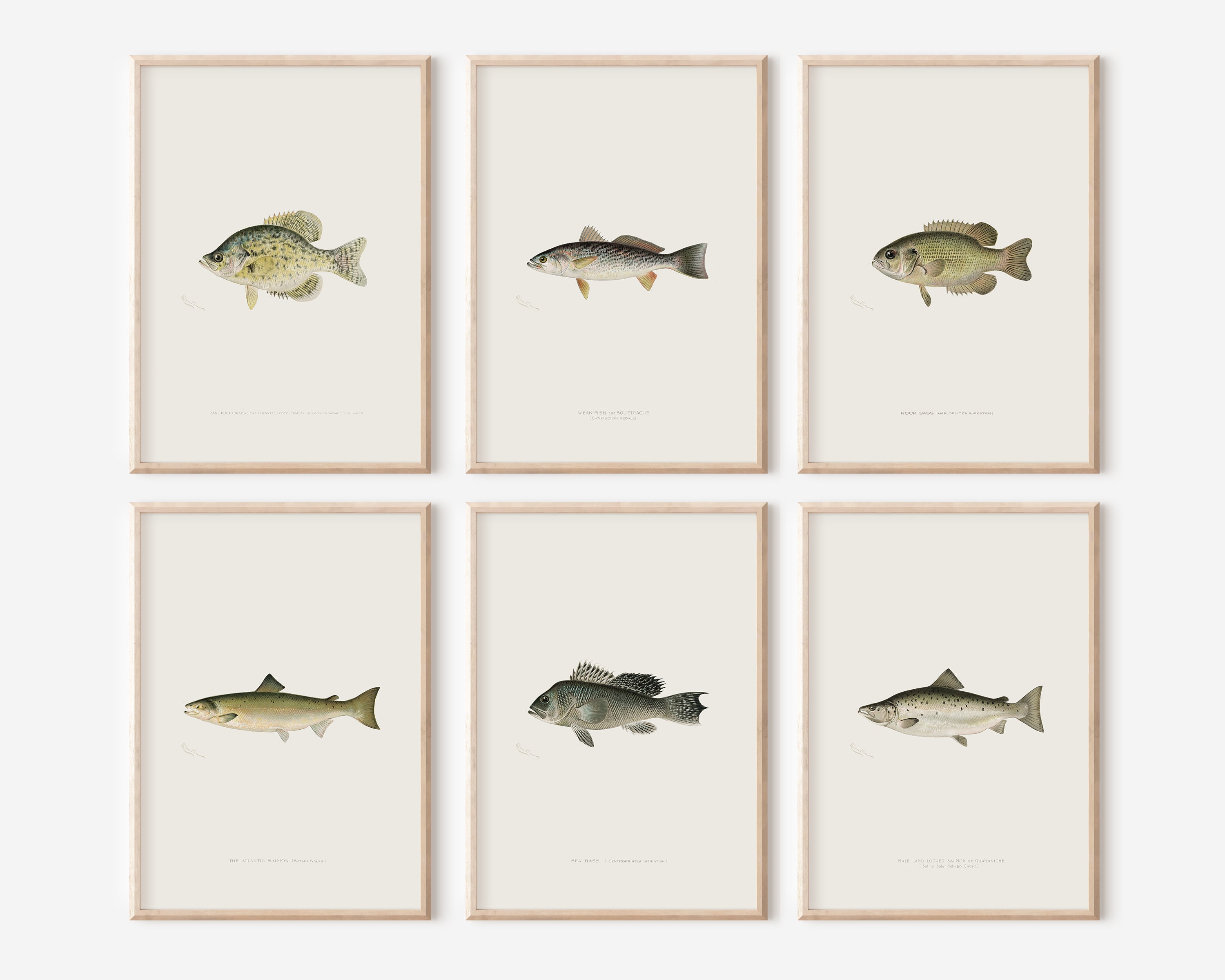 Neutral Fish Prints Set, 6 Fish Prints, Marine Print Set, Vintage ...