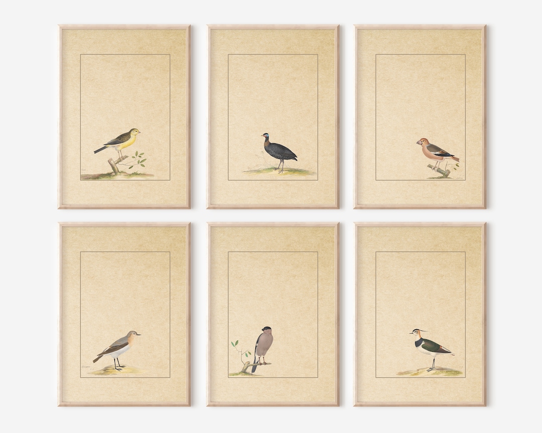 Dutch Paintings of Birds Print Set, Printable Bird Art Set, Bird Wall ...