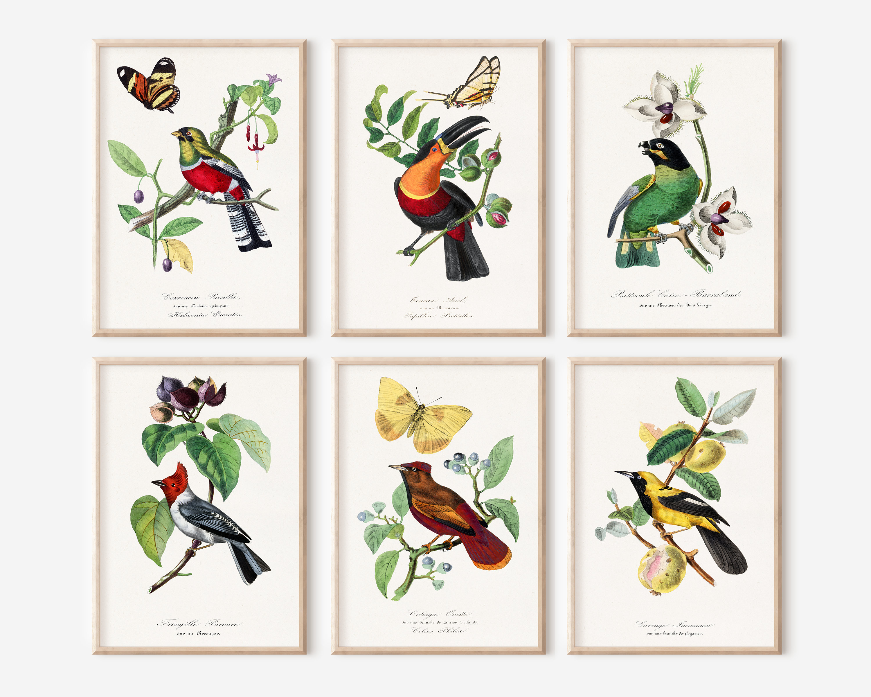 6 Vintage Birds Print Set, Printable Tropical Bird Art Set, Vintage ...