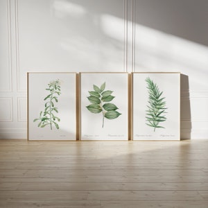 Neutral Botanical Print Set, Set of 6 Vintage Printables, French ...