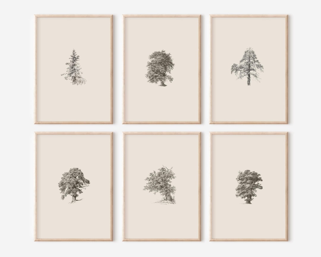 Tree Sketch Print Set, Antique Botanical Art, British Tree Drawings ...