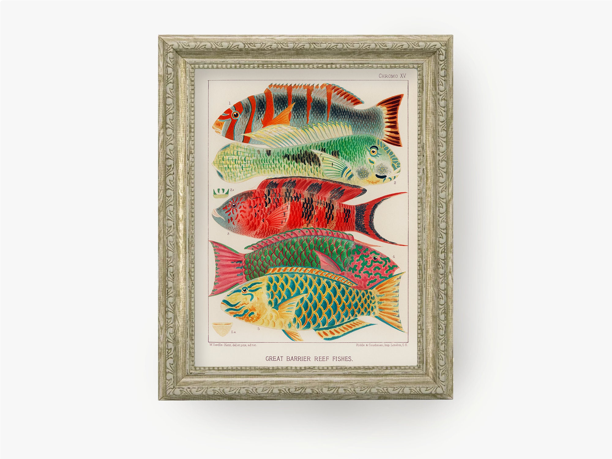 Fish Marine Prints Gallery Wall Great Barrier Reef Vintage - Etsy