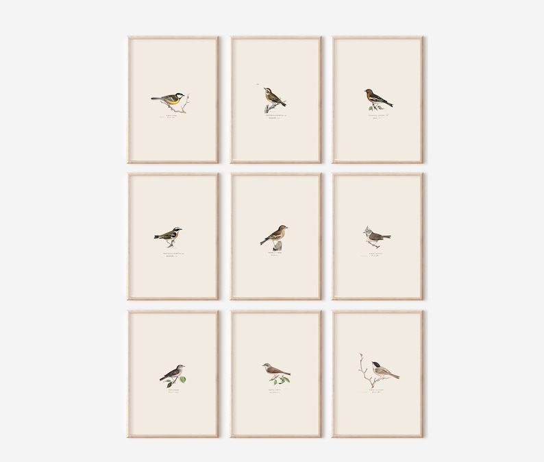 Vintage Bird Illustration Print Set of 9 (digital Prints) - Etsy