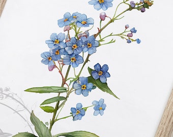 A3 Forget Me Not Print - Etsy UK