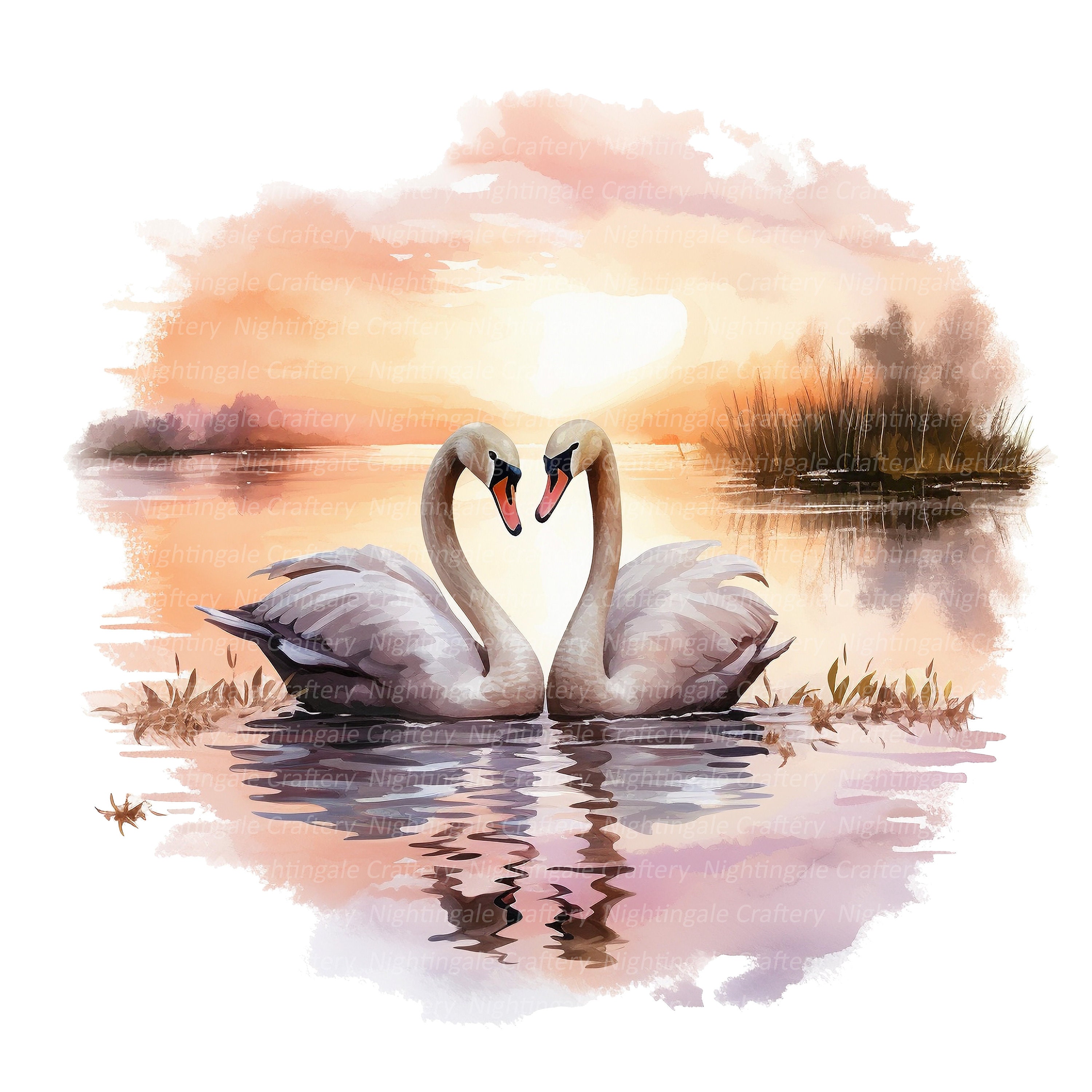 12 Swan Couple Clipart, Swans, Printable Watercolor Clipart, High ...
