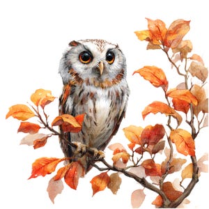 8 Autumn Owl Clipart, Cute Owl Clipart, Digital Clipart, Watercolor ...