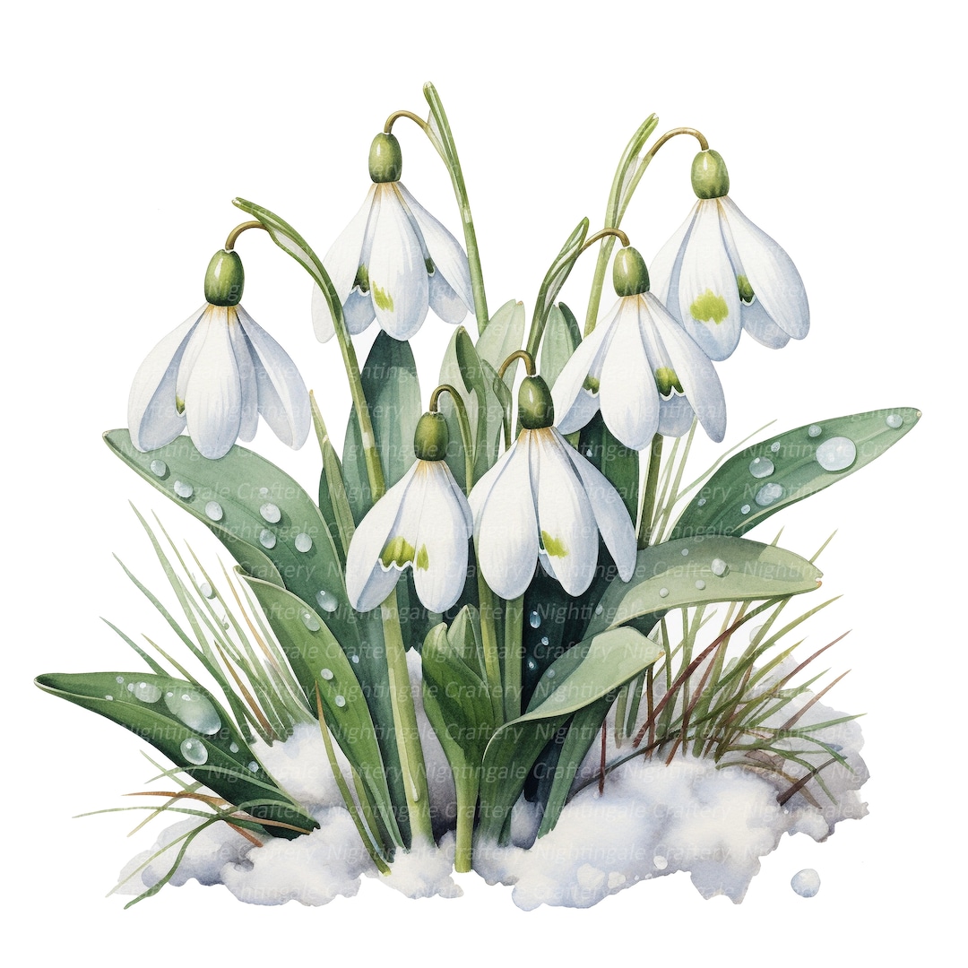 10 Snowdrops Clipart, Spring Flowers Clipart, Printable Watercolor ...