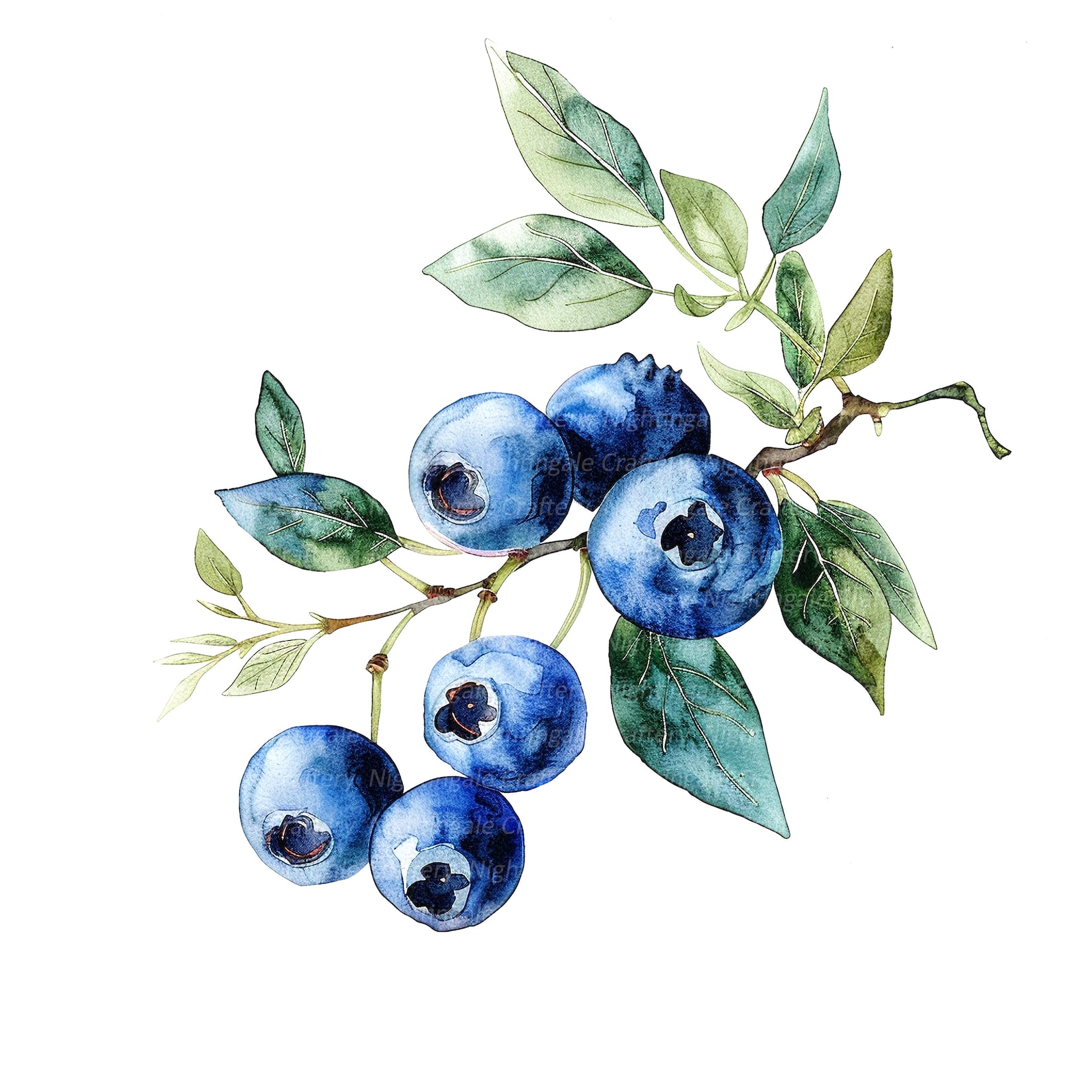 10 Blueberry Clipart, Blueberry Stem Print, Printable Watercolor ...