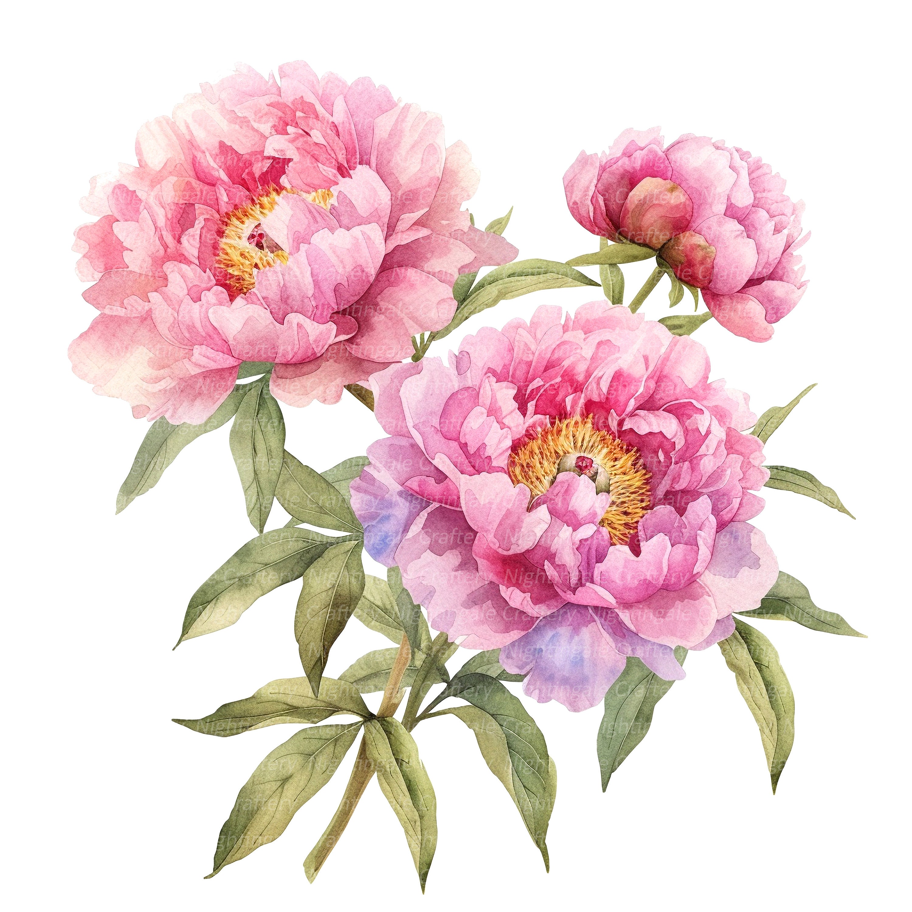 10 Peonies Bouquet Clipart, Peonies Print, Printable Watercolor Clipart ...