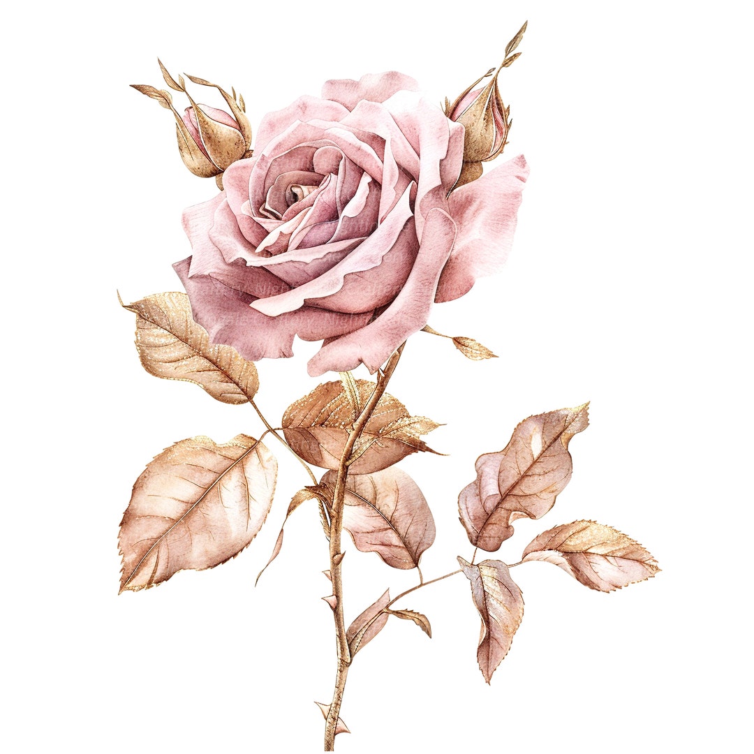 11 Pink Gold Rose Clipart, Pink Rose Stem, Printable Watercolor Clipart ...