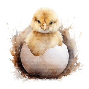 12 Chick Hatching Clipart, Egg Hatching, Printable Watercolor Clipart ...
