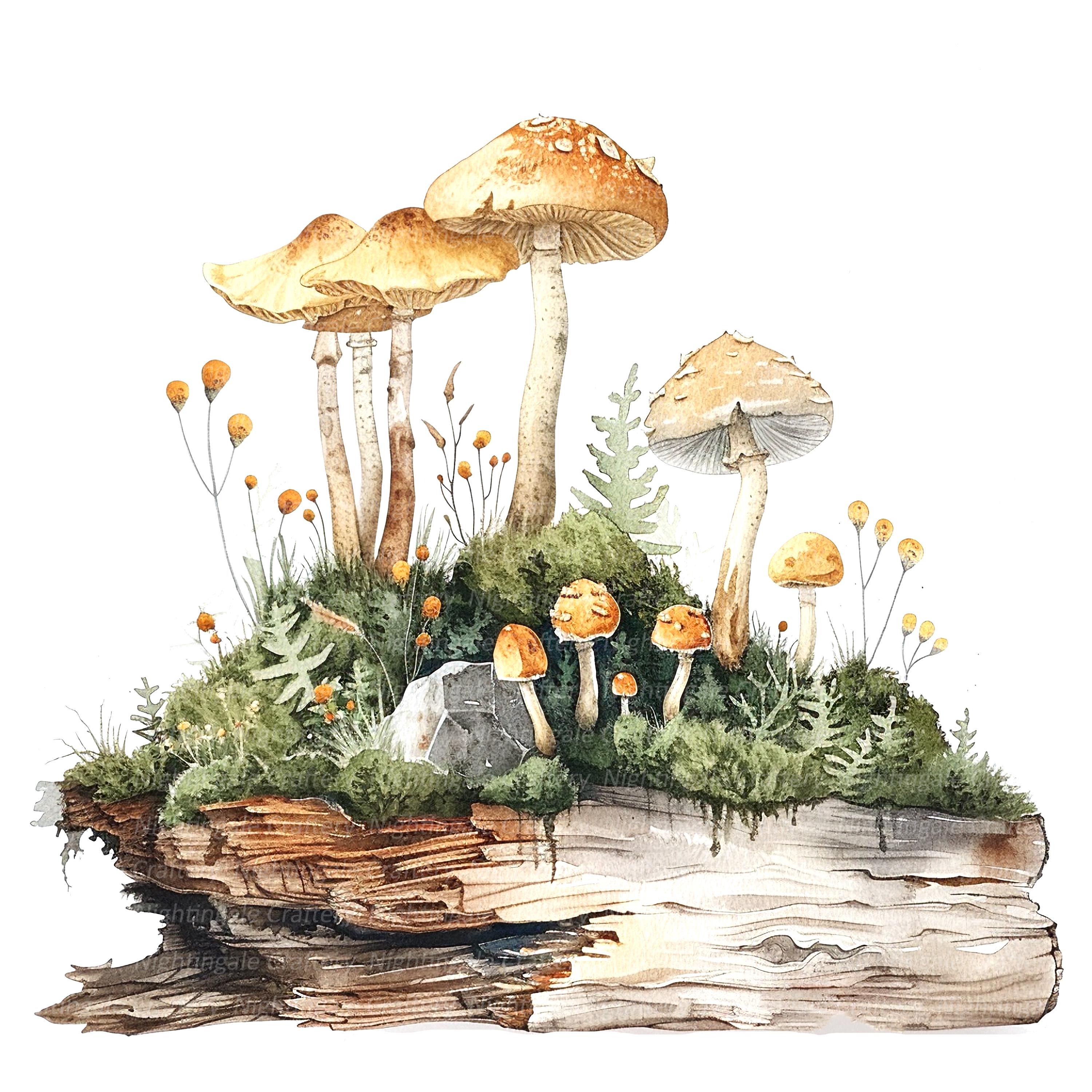 13 Forest Mushrooms Clipart, Botanical Clipart, Printable Watercolor ...