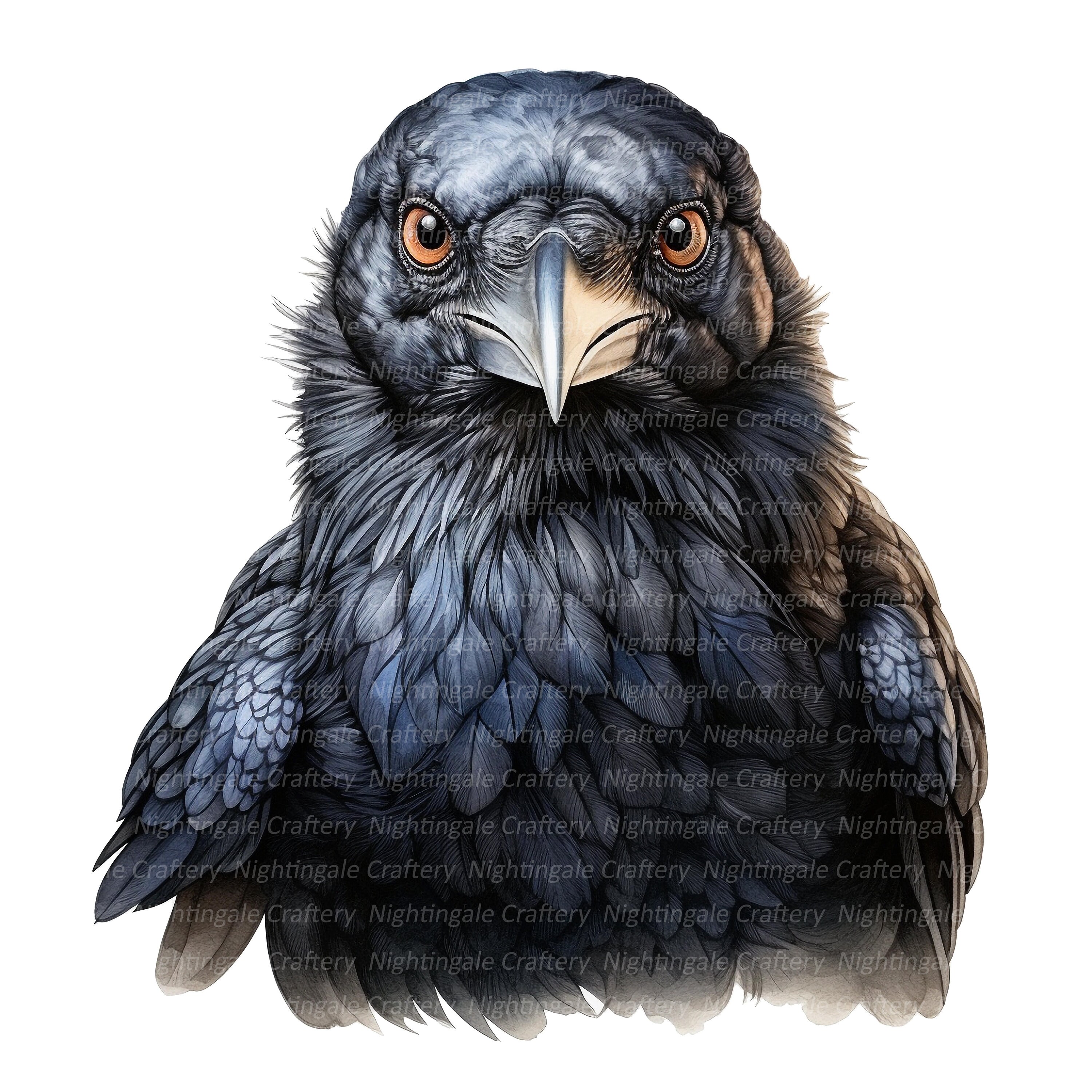 12 Common Raven Crow Clipart Crow Close Up Printable - Etsy