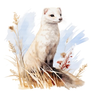 11 Ermine Clipart, White Ermine, Printable Watercolor Clipart, High ...