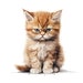 12 Grumpy Sad Kitten Clipart, Cat Clipart, Printable Watercolor Clipart ...