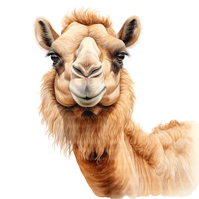 12 Camel Clipart, Watercolor Camel, Printable Watercolor Clipart, 14 ...