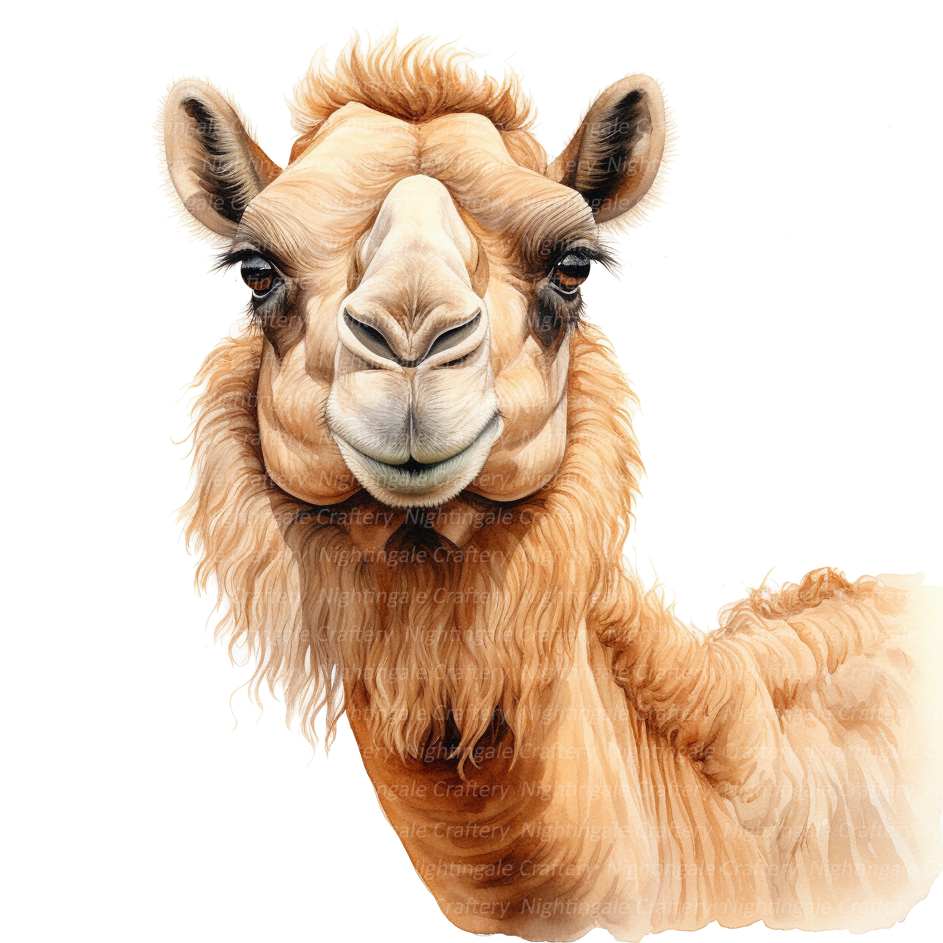 12 Camel Clipart, Watercolor Camel, Printable Watercolor Clipart, 14 ...