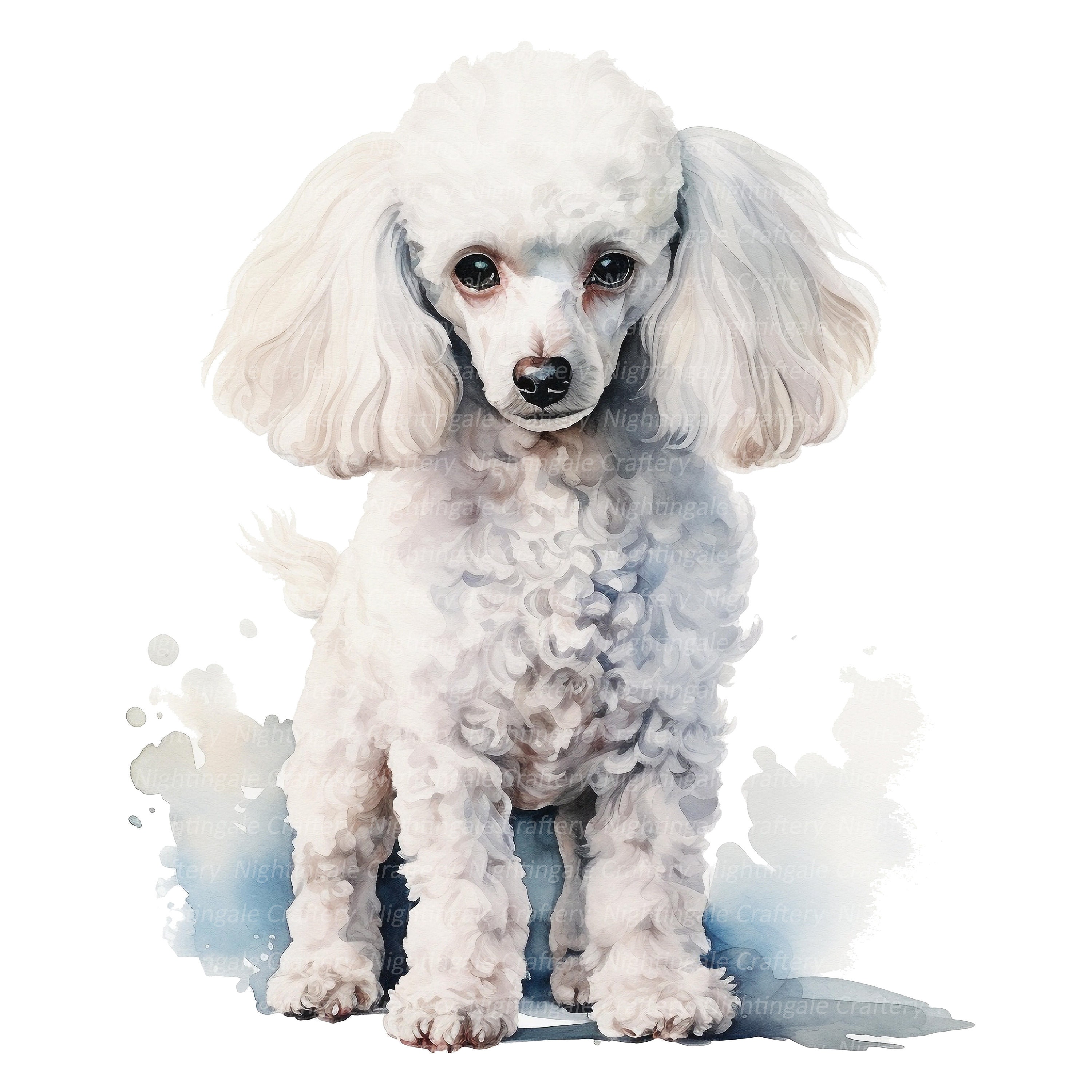 12 Poodle Clipart, Pudel Clipart, Printable Watercolor Clipart, High ...