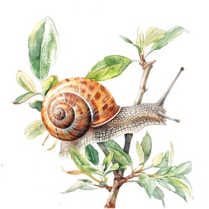 11 Snail Clipart, Snail Illustration, Printable Watercolor Clipart ...