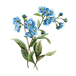 9 Forget Me Not Clipart Set 2, Forget-me-not, Printable Watercolor ...