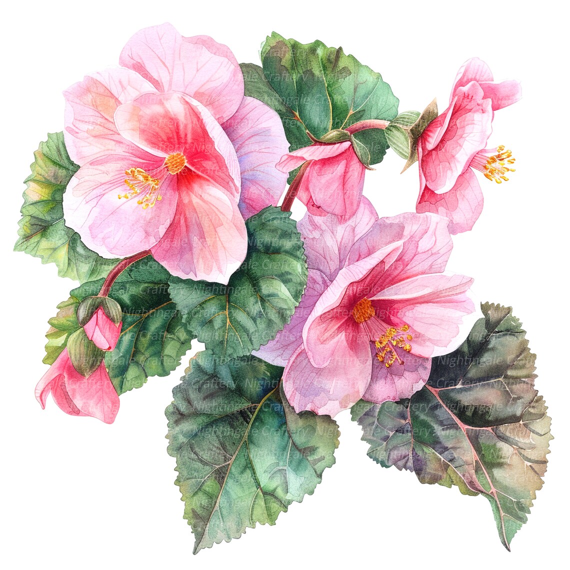 12 Begonia Flowers Clipart, Begonia Bouquet, Printable Watercolor ...