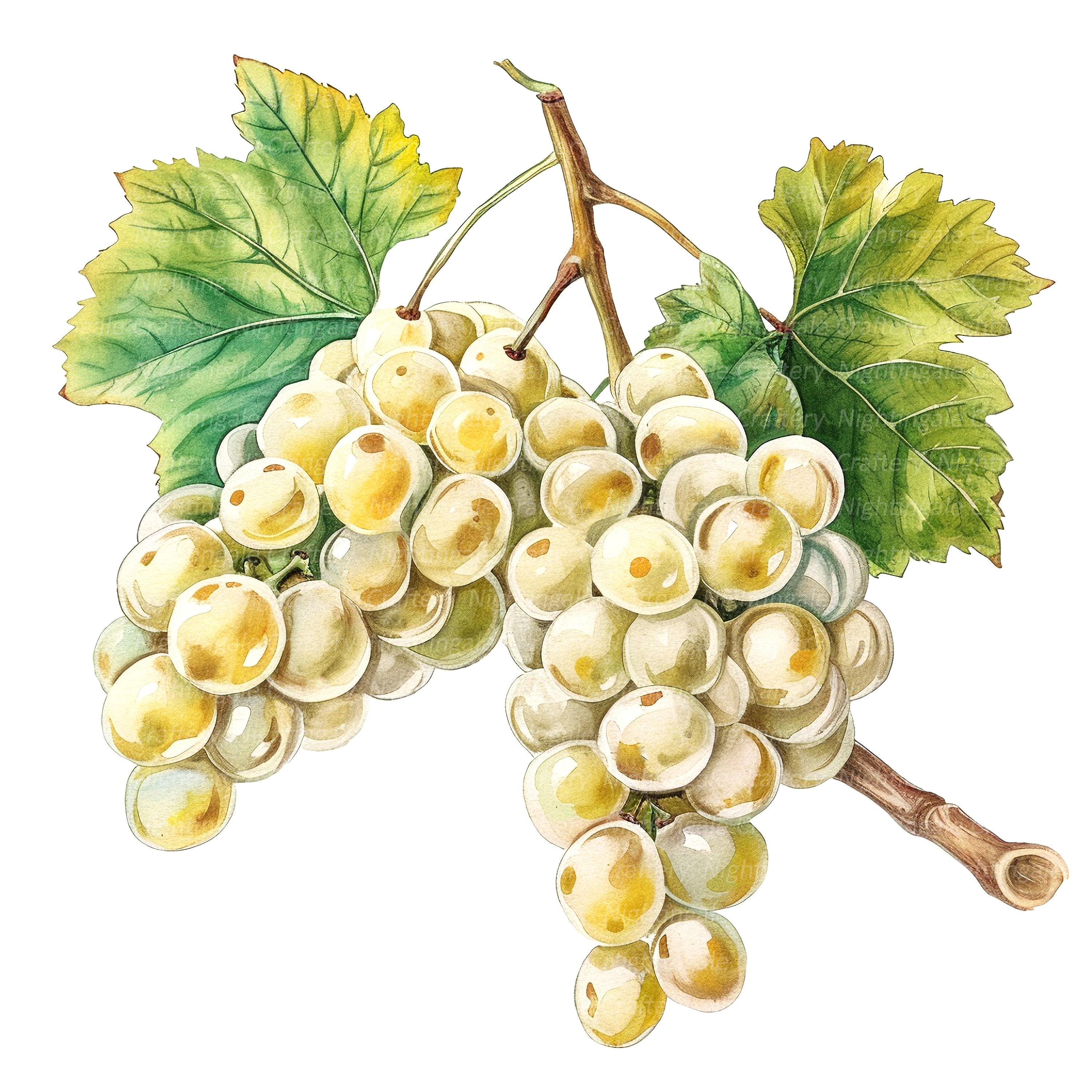 10 Bunch of Grapes Clipart, Bundle of Grapes, Printable Watercolor ...