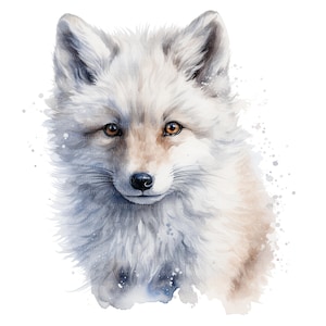 12 Arctic Fox Clipart, Printable Watercolor Clipart, High Quality Jpgs ...