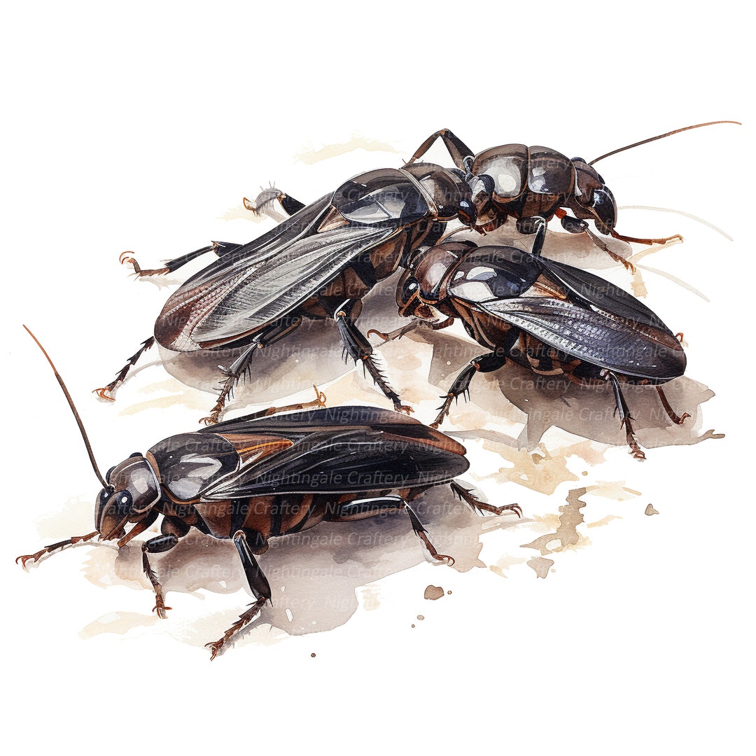 12 Halloween Cockroaches Clipart Cockroach Printable - Etsy