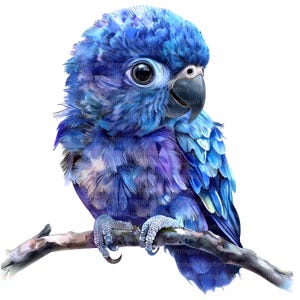 12 Cute Baby Parrot Clipart, Conure, Printable Watercolor Clipart, High ...